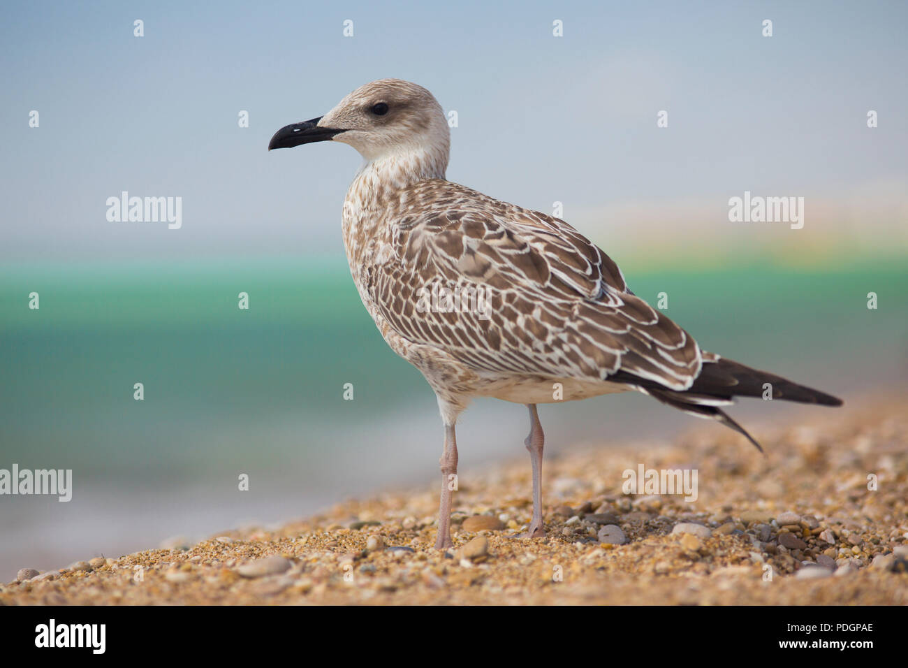 albatross on the sea background Stock Photo - Alamy
