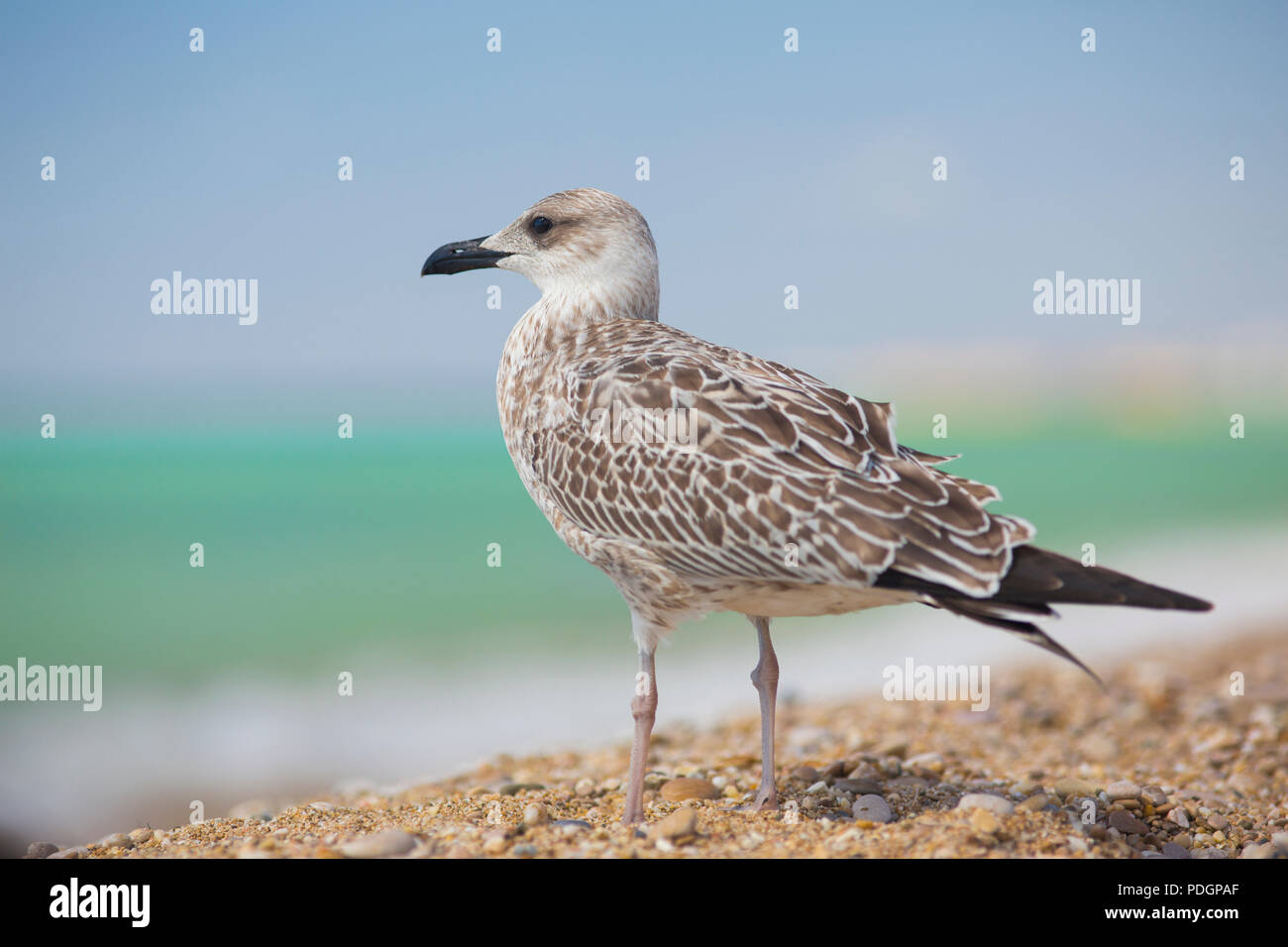 albatross on the sea background Stock Photo - Alamy