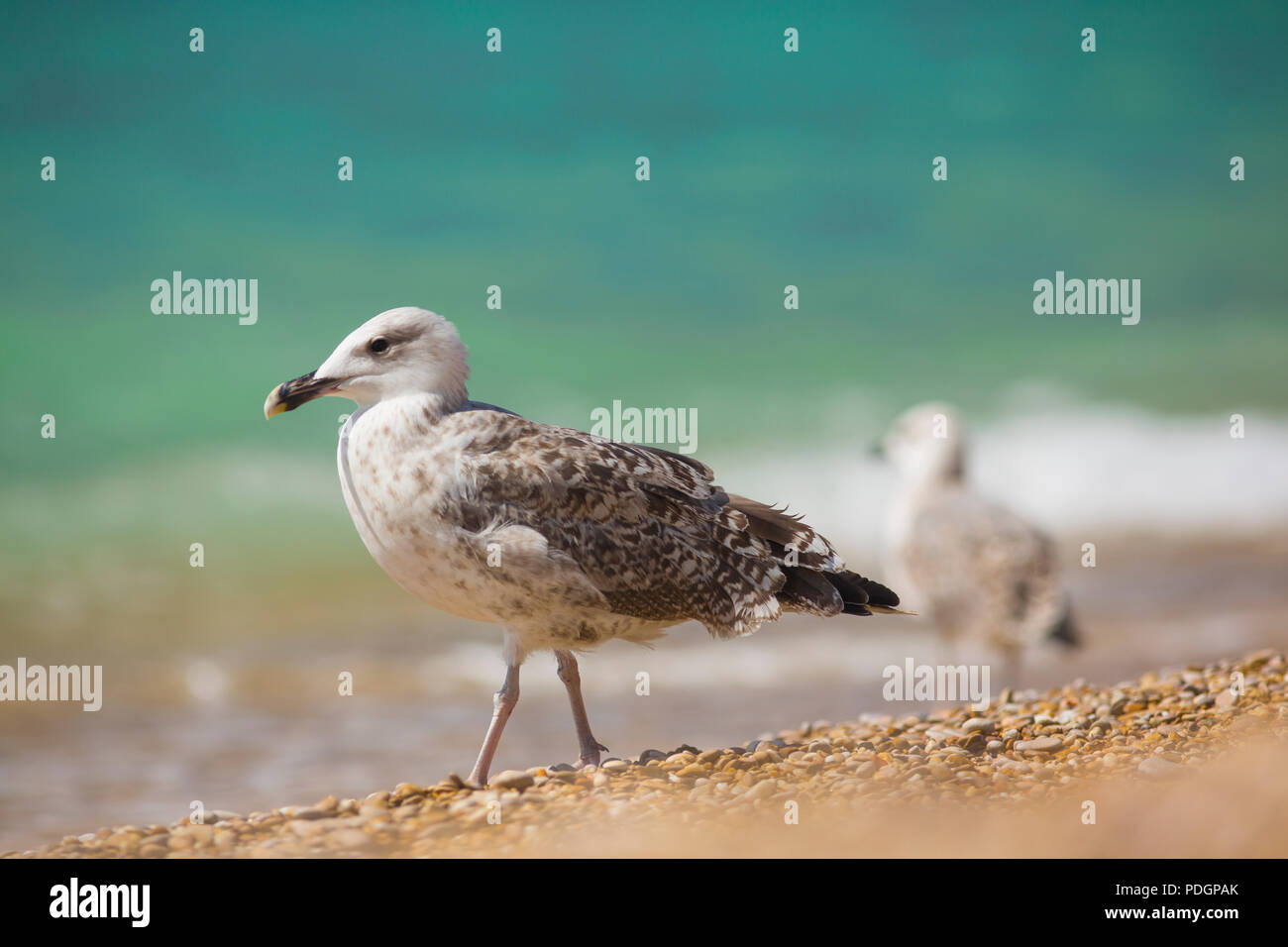 albatross on the sea background Stock Photo - Alamy
