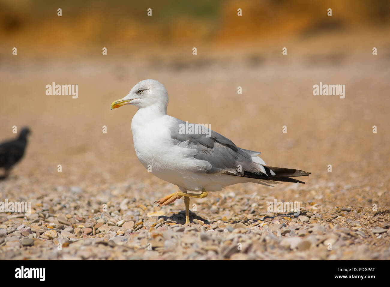 albatross on the sea background Stock Photo - Alamy