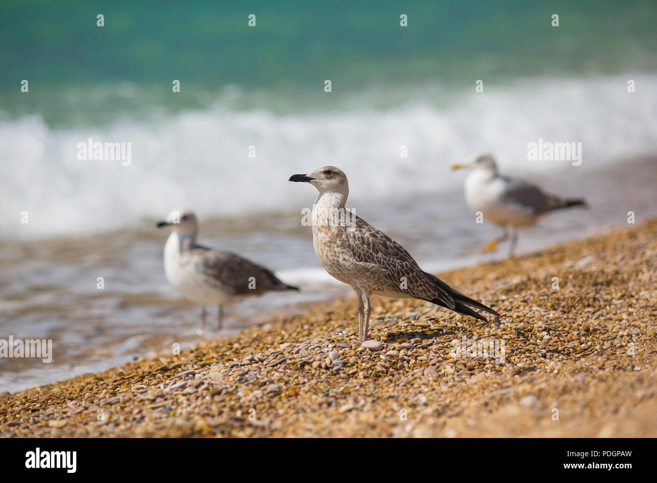 albatross on the sea background Stock Photo - Alamy