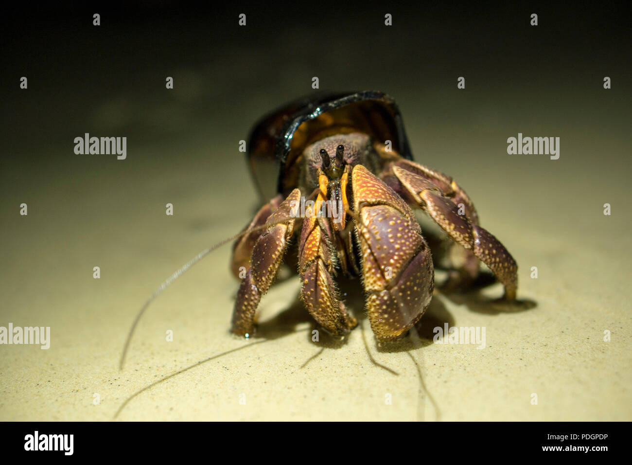 Paguroidea glass hi-res stock photography and images - Alamy