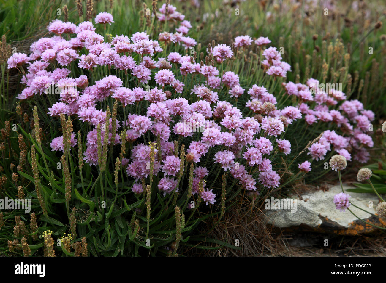 Flowering Thrift also known as Sea Thrift or Sea Pink Stock Photo - Alamy