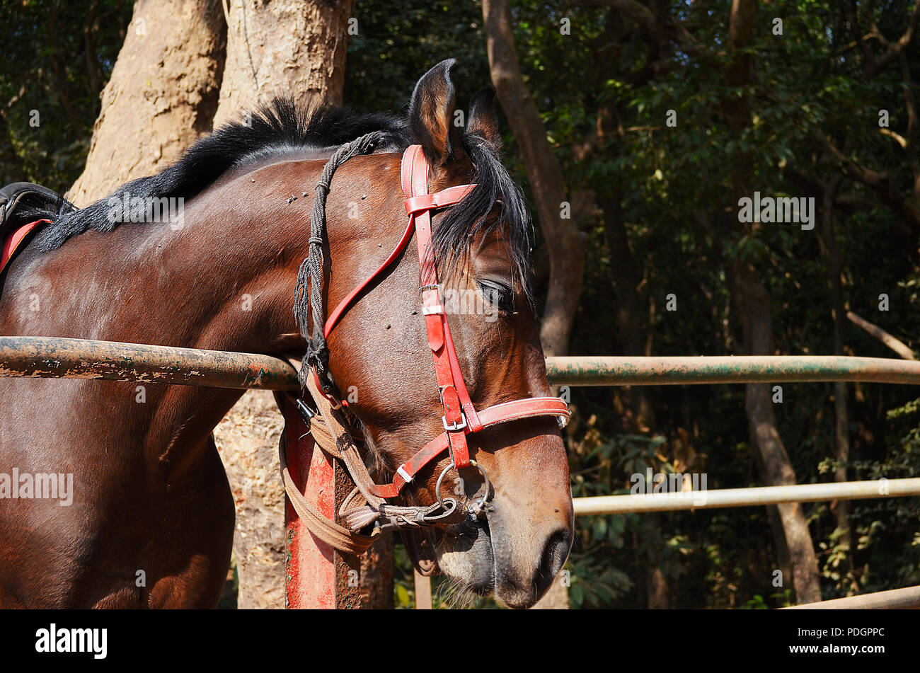 Shy horse hi-res stock photography and images - Alamy