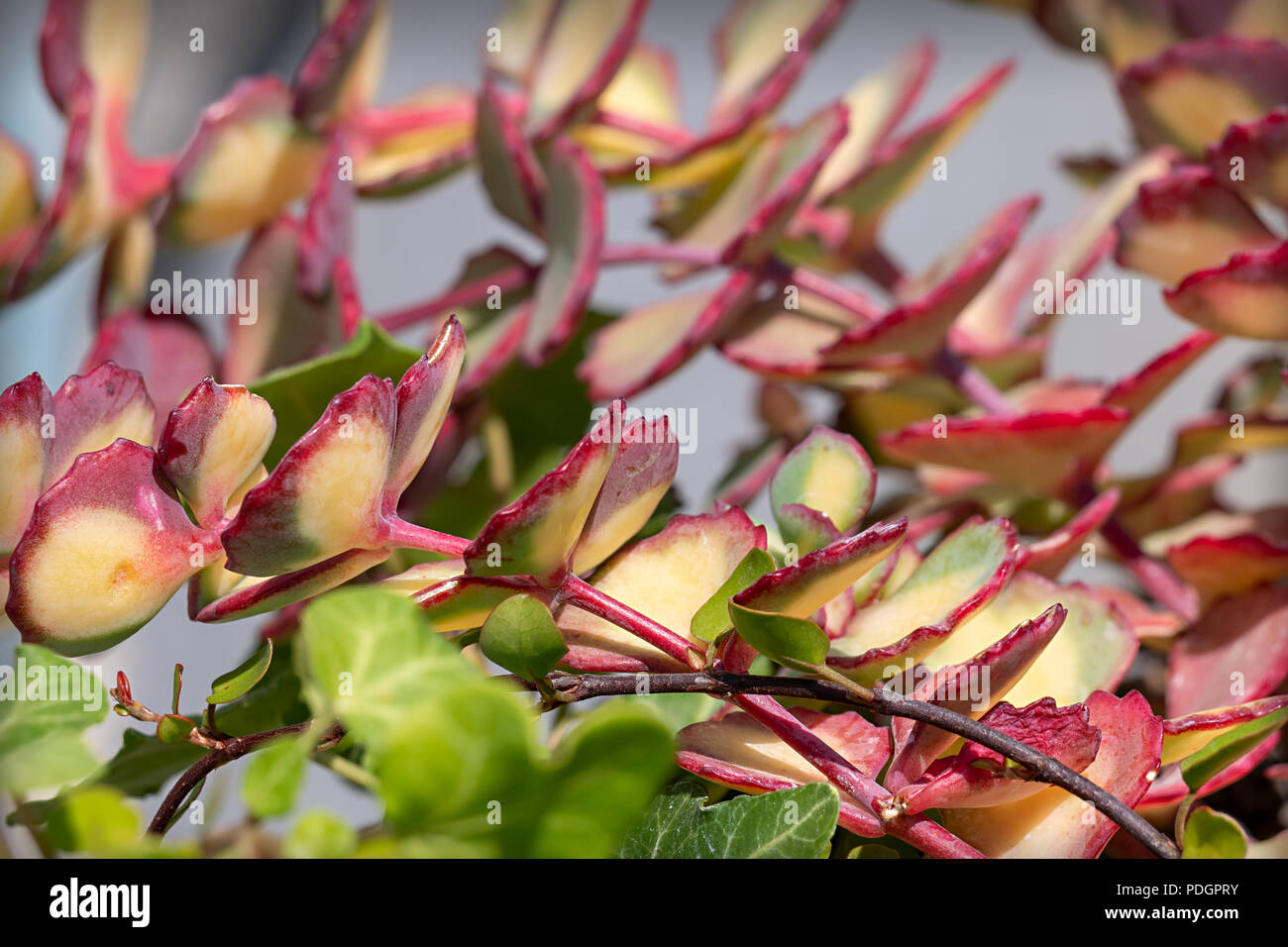 Ornamental plant with strong colors, red and yellow Stock Photo - Alamy