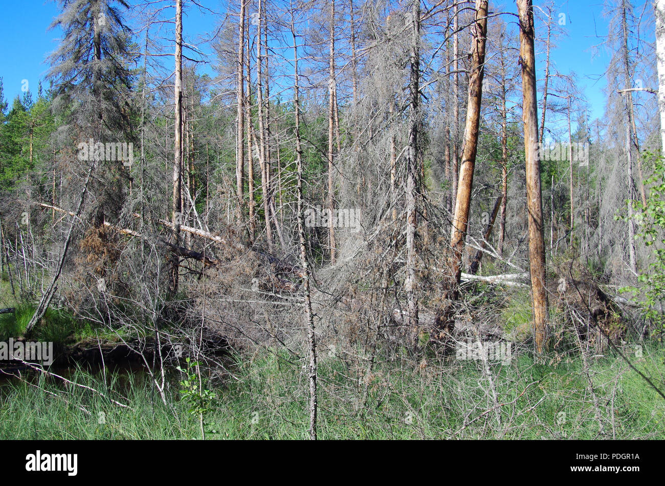 Windy trees forest hi-res stock photography and images - Alamy