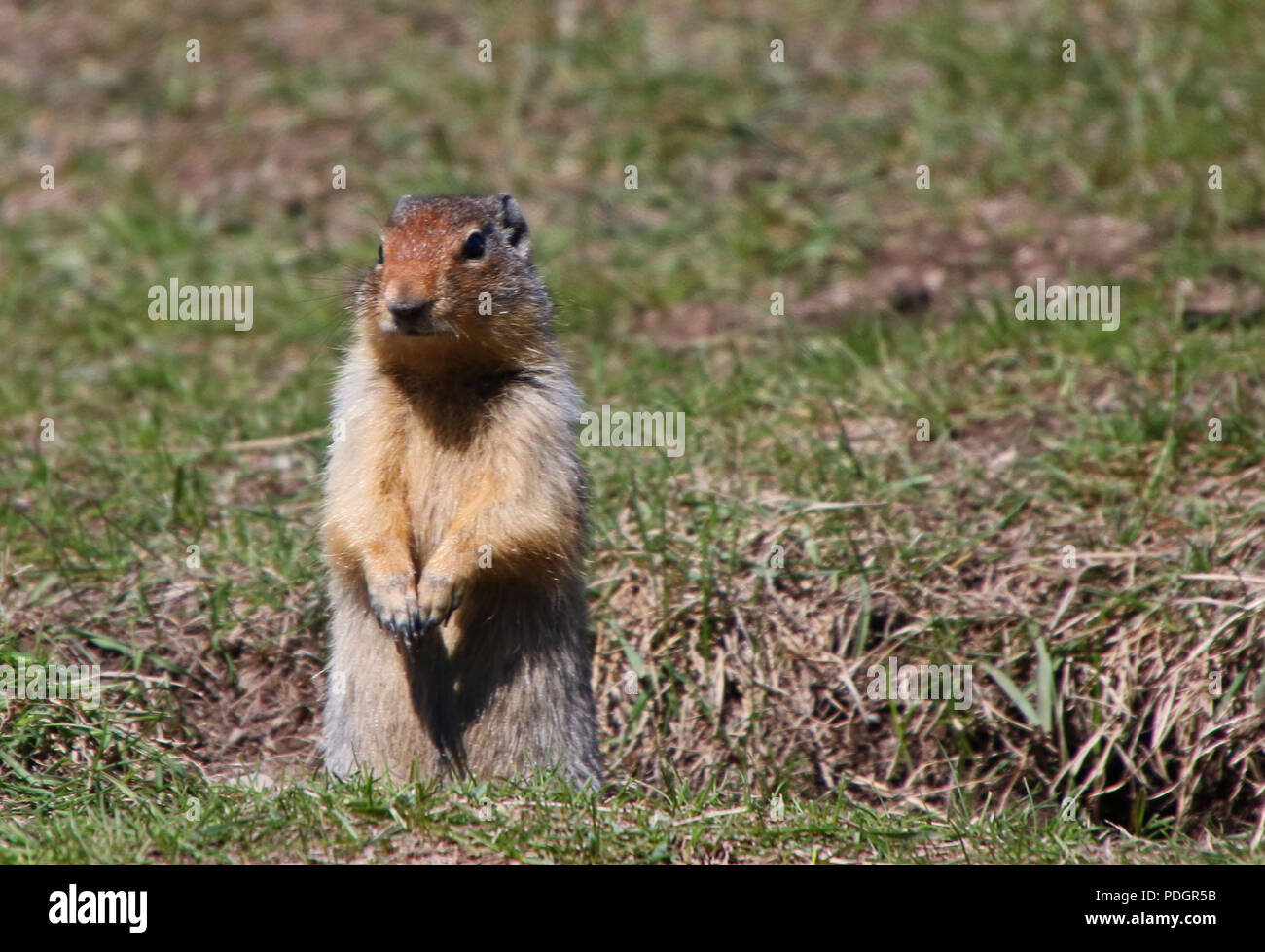 Gopher animal hi-res stock photography and images - Alamy