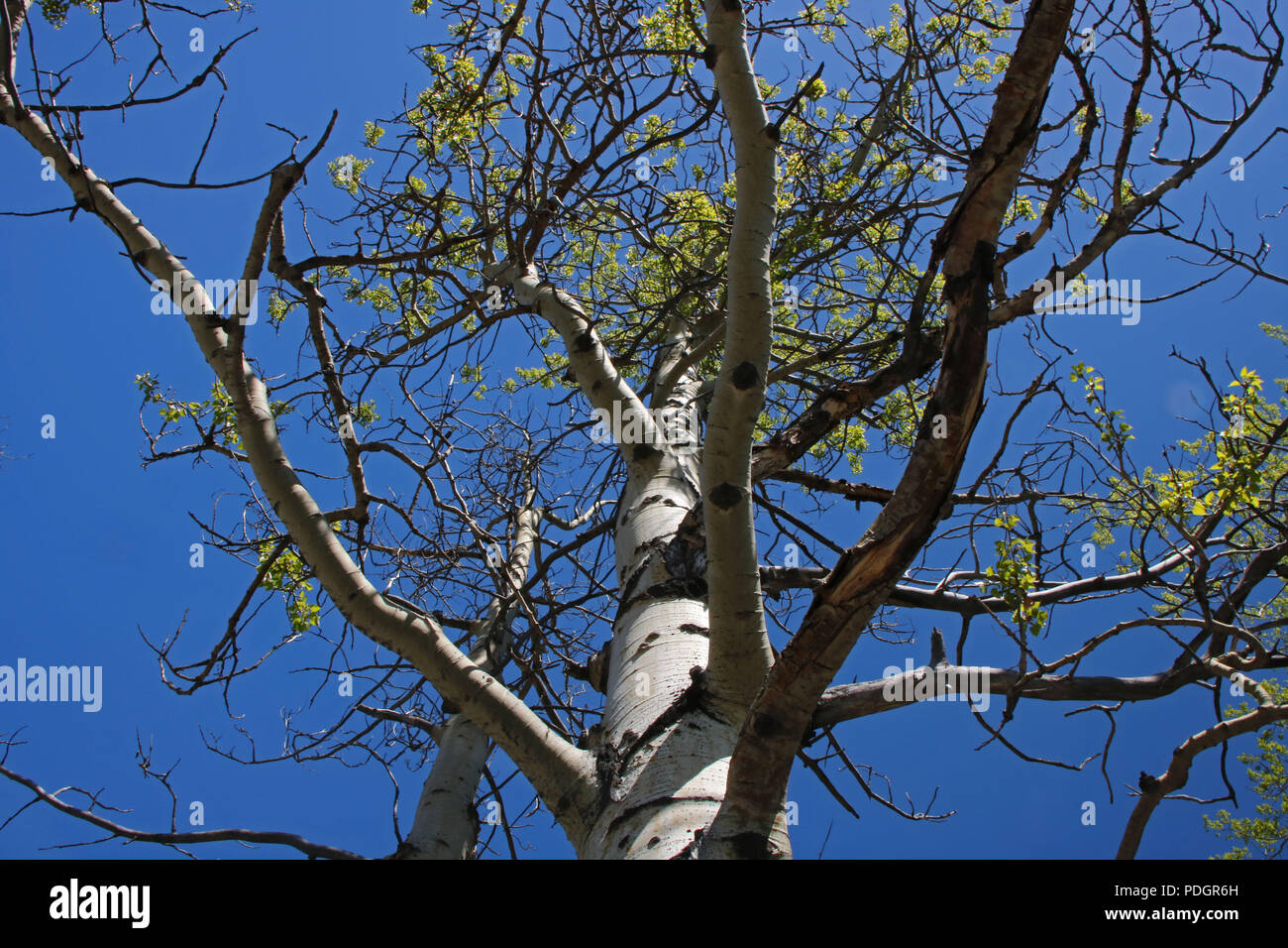 Silver Birch Tree. Banff National Park, Alberta, Canada Stock Photo - Alamy