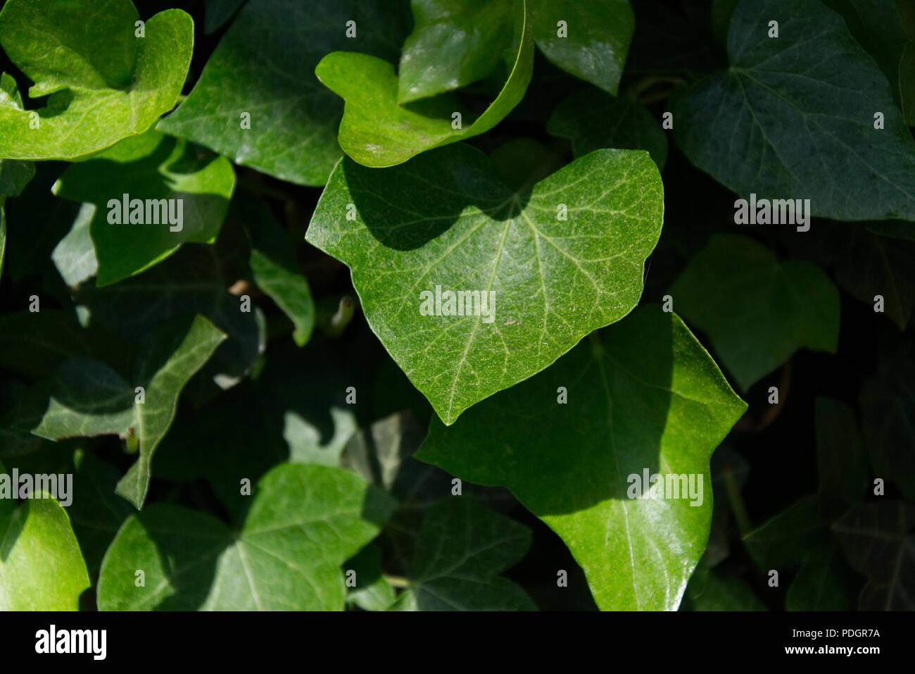 Leaf veins in an ivy leaf hi-res stock photography and images - Alamy