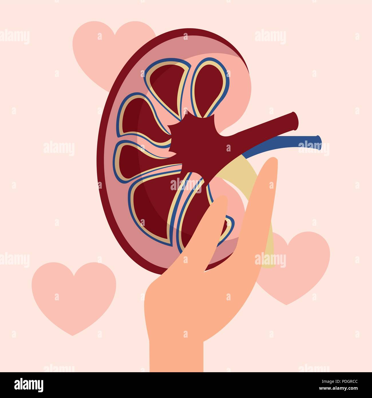 Transplantation of kidney Stock Vector Images - Alamy