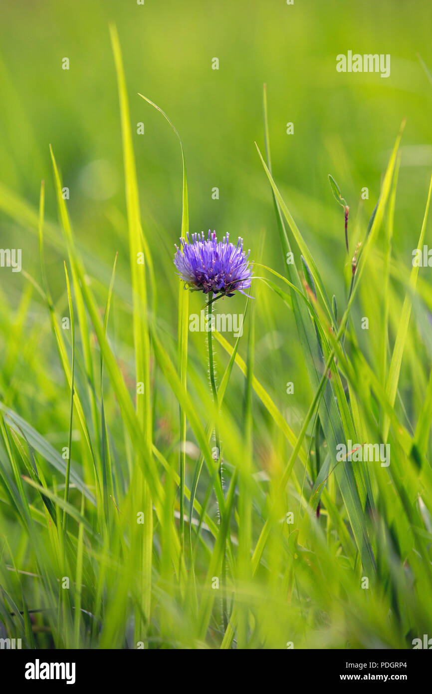 Sheep's bit scabious - Jasione montana - between green grass leaves ...
