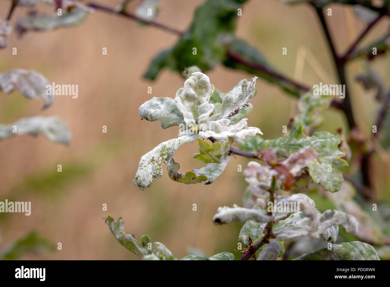 Oak tree fungus disease hi-res stock photography and images - Alamy