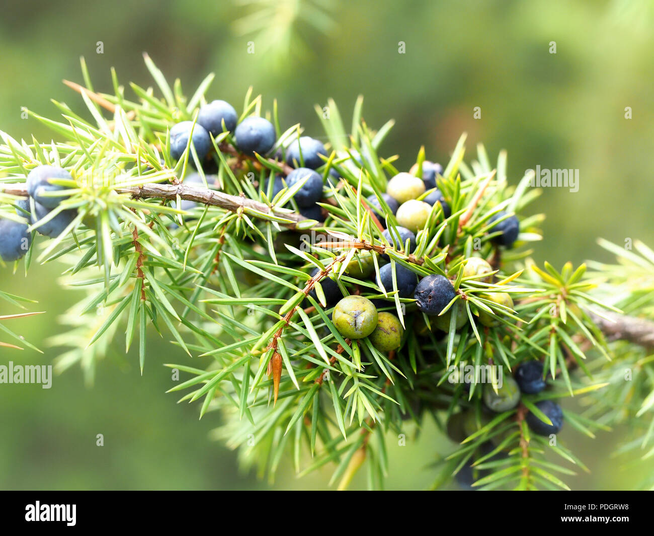 Common Juniper Juniperus Communis With Berries High Resolution Stock ...