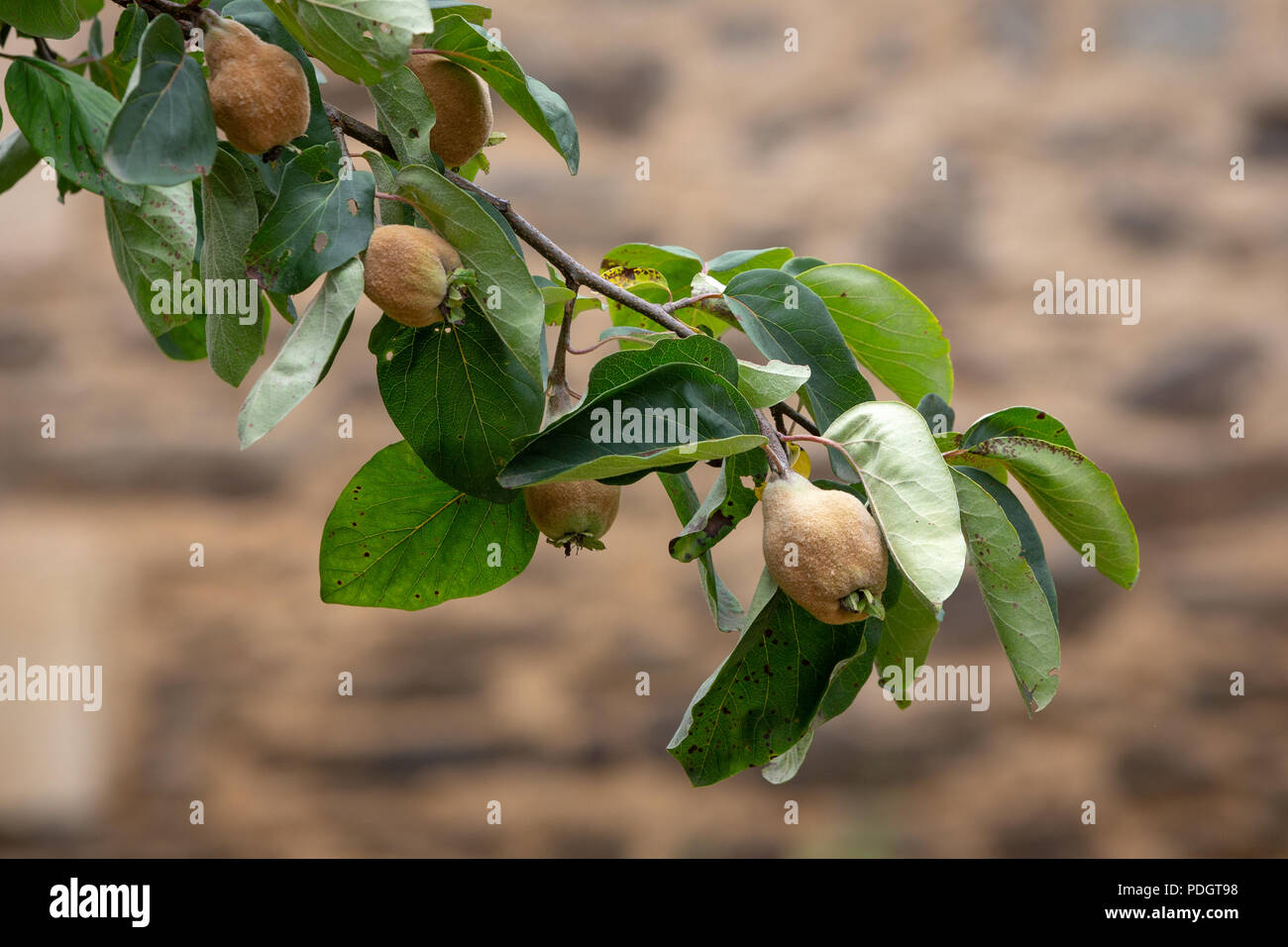 A branch of the Quince tree - Cydonia oblonga - with fruit Stock Photo ...