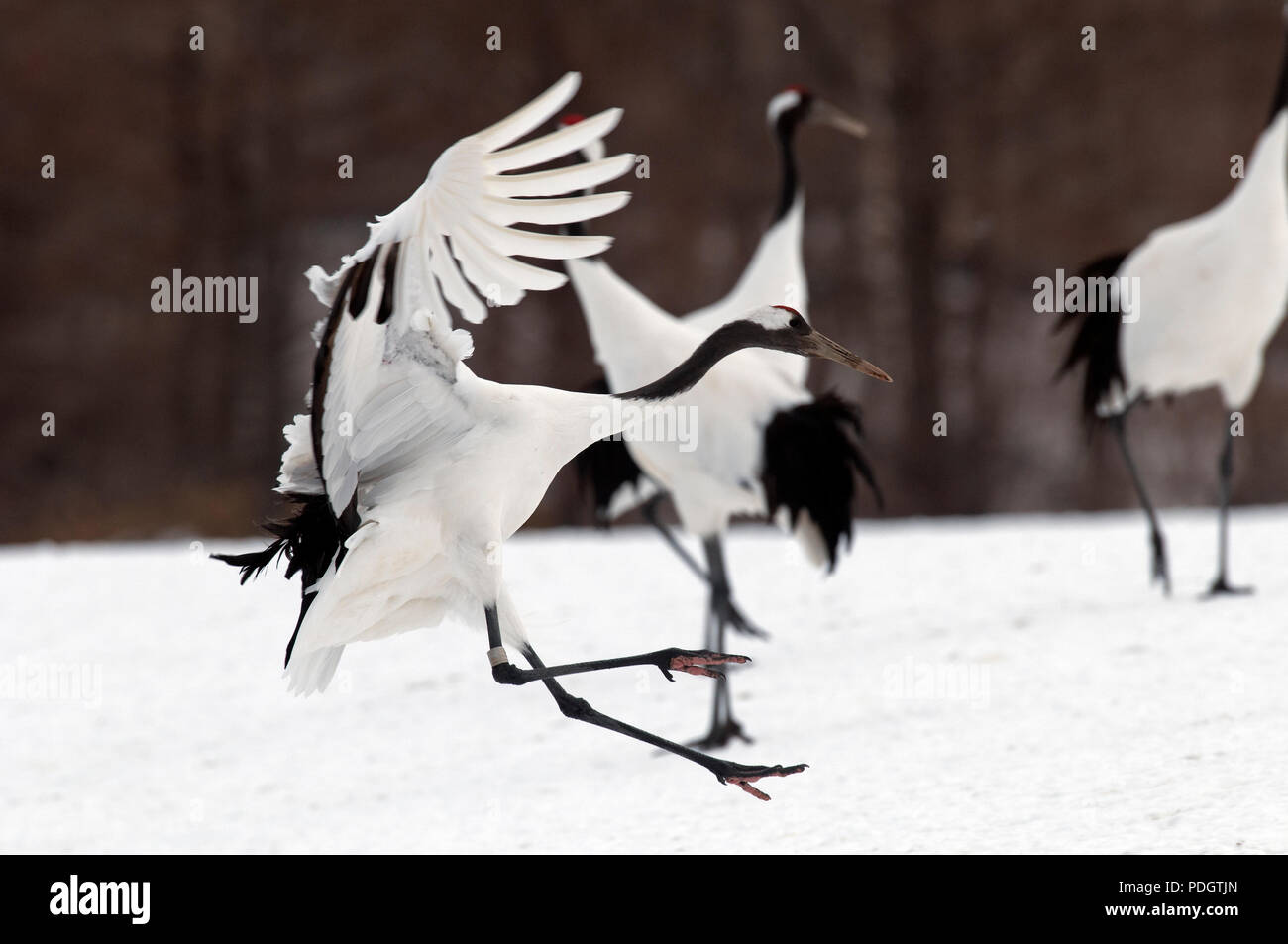 Japanese crane, Red-crowned crane (Grus japonensis) landing, Japan ...