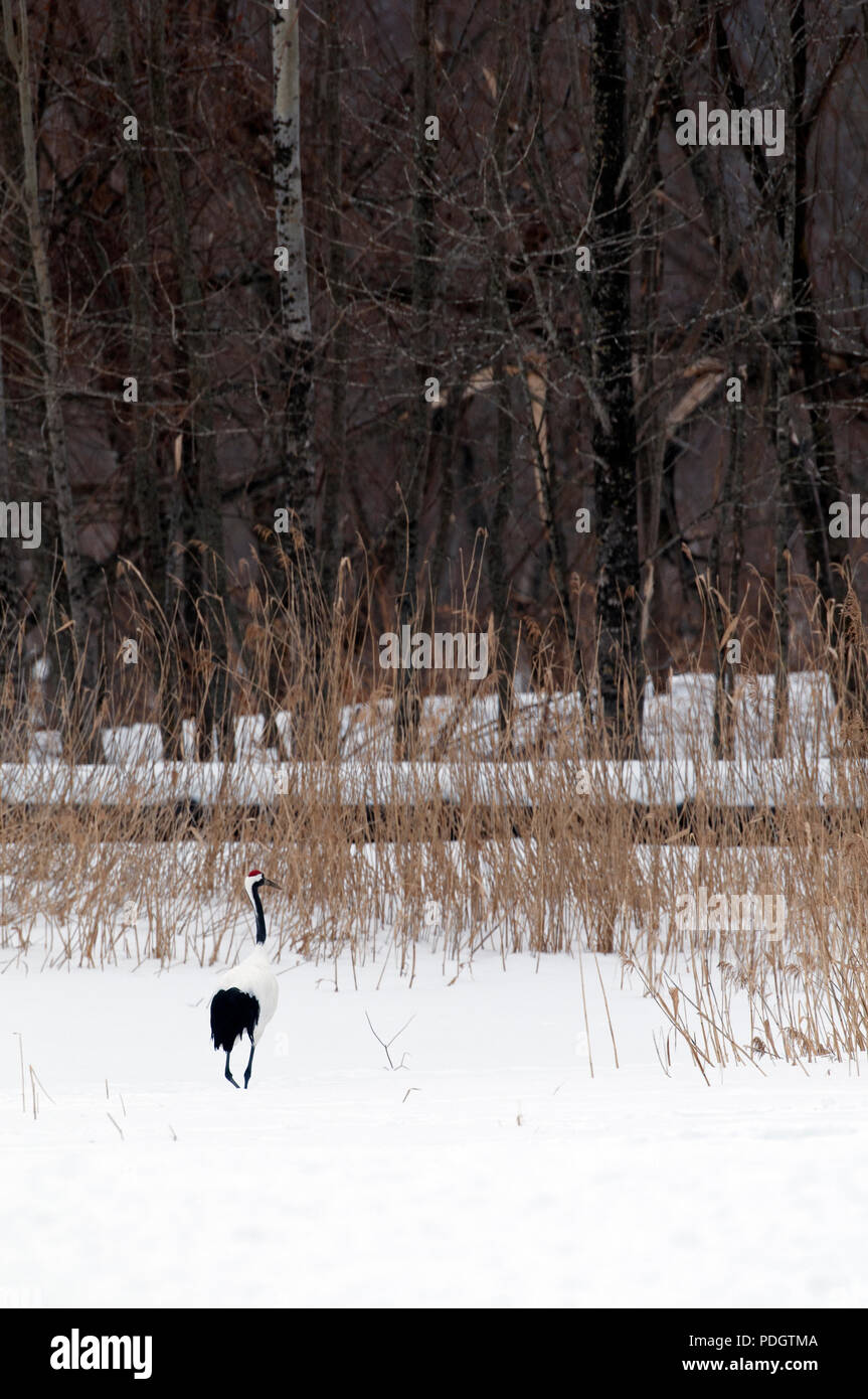 Japanese crane, Red-crowned crane (Grus japonensis) , Japan Stock Photo ...