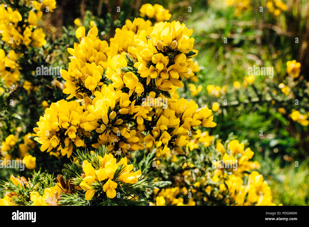 Yellow flowers common gorse bush hi-res stock photography and images ...