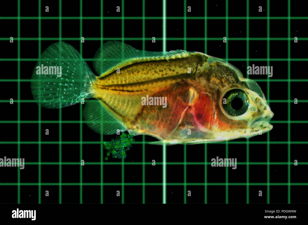 Micro Plastics Stock Photos & Micro Plastics Stock Images - Alamy