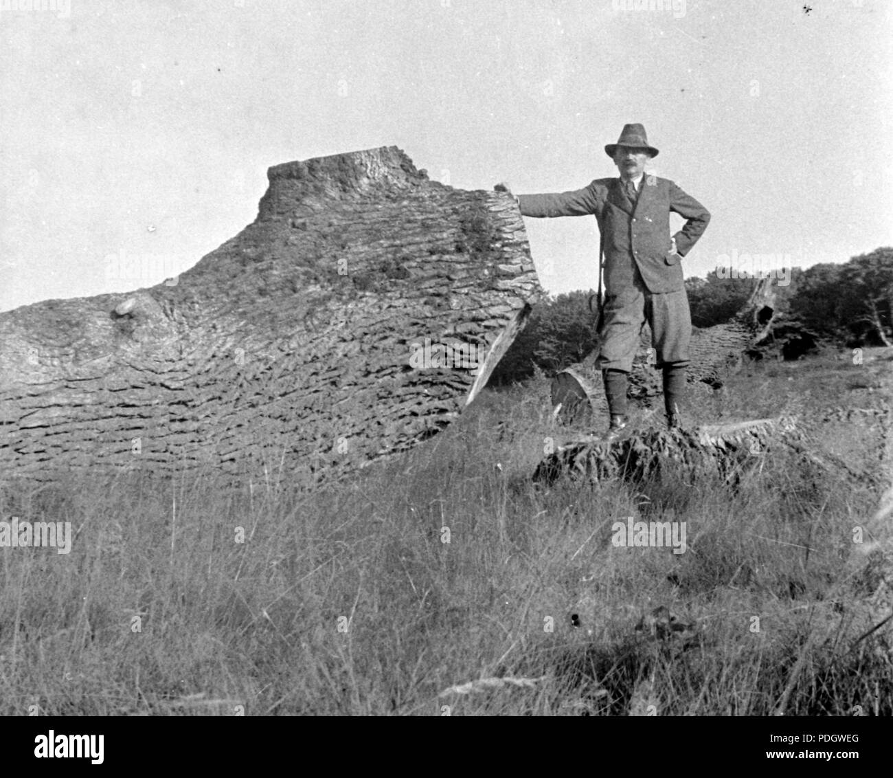 Stump gun hi-res stock photography and images - Alamy