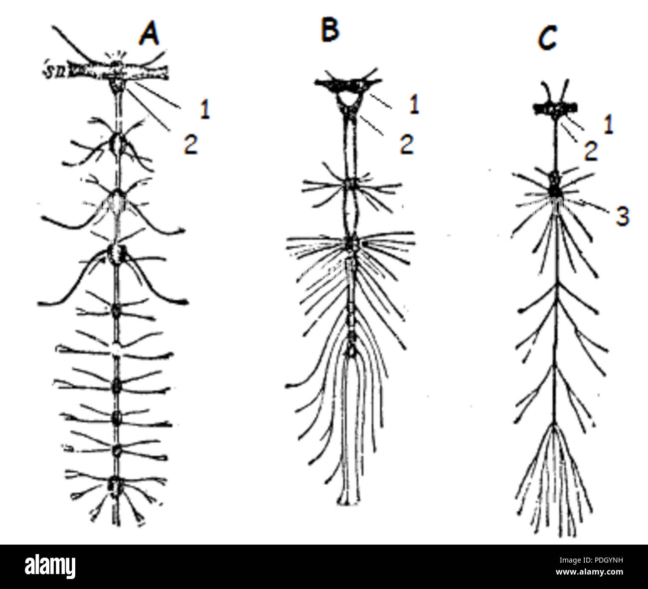 Comparative anatomical study animal Cut Out Stock Images & Pictures - Alamy