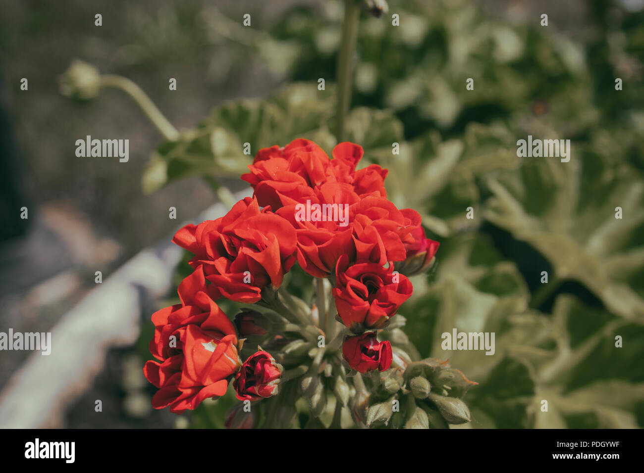 Red snapdragon flowers antirrhinum hi-res stock photography and images ...