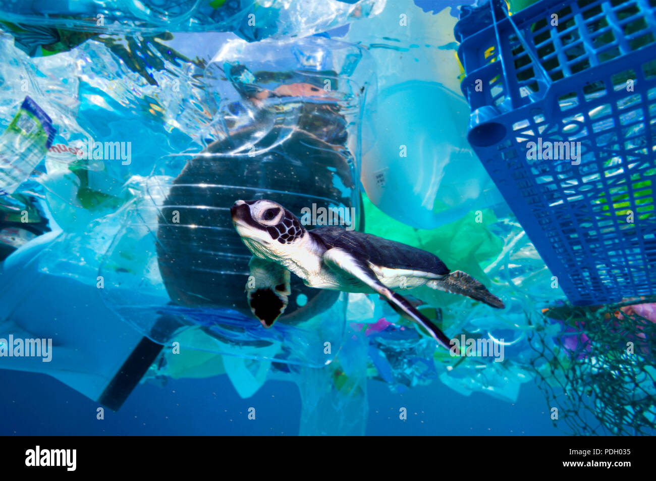Microplastics High Resolution Stock Photography and Images - Alamy