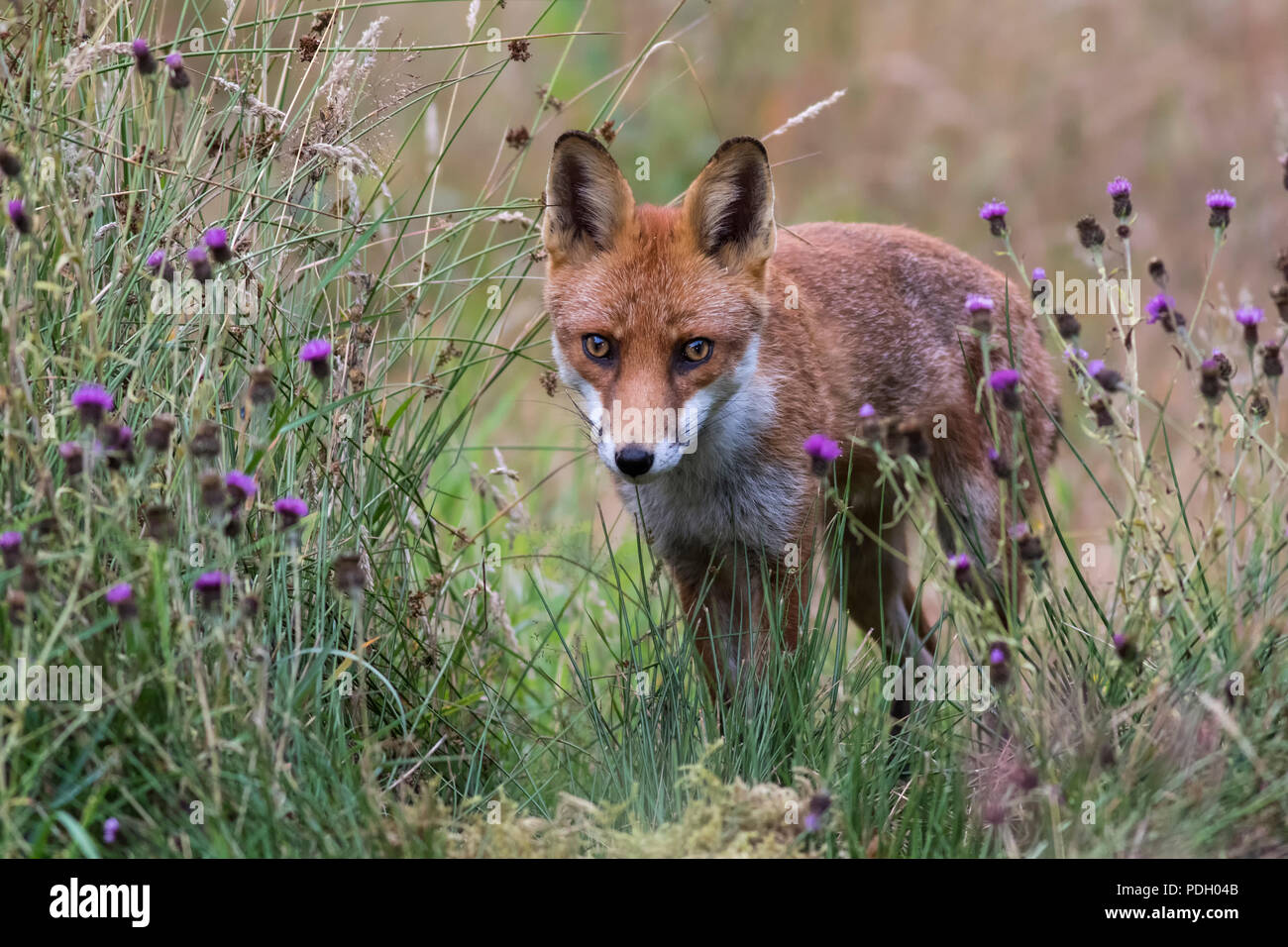 Fox scotland hi-res stock photography and images - Alamy