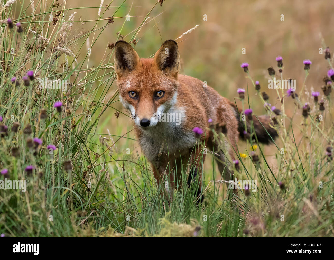 Fox scotland hi-res stock photography and images - Alamy