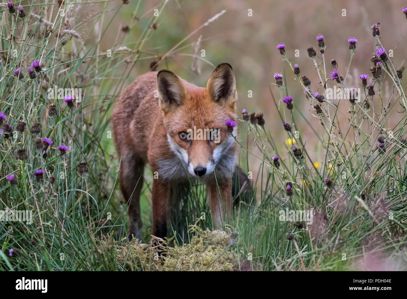 Fox Scotland High Resolution Stock Photography and Images - Alamy