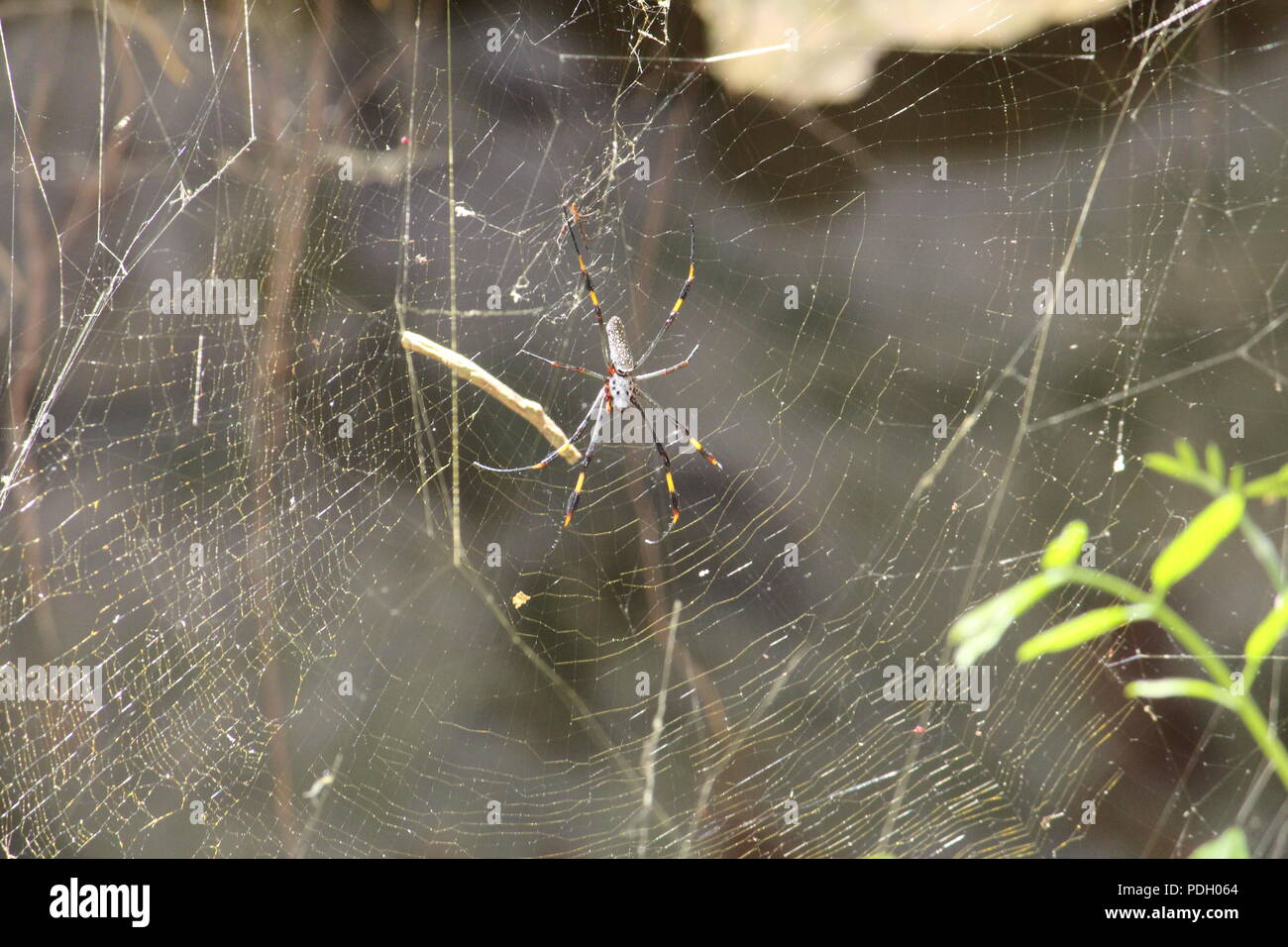 Spider in the dominican republic hi-res stock photography and images ...
