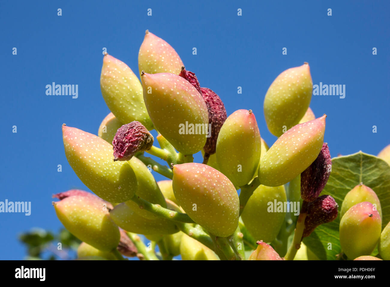 Antep pistachio on tree branch, Gaziantep, Turkey Stock Photo - Alamy