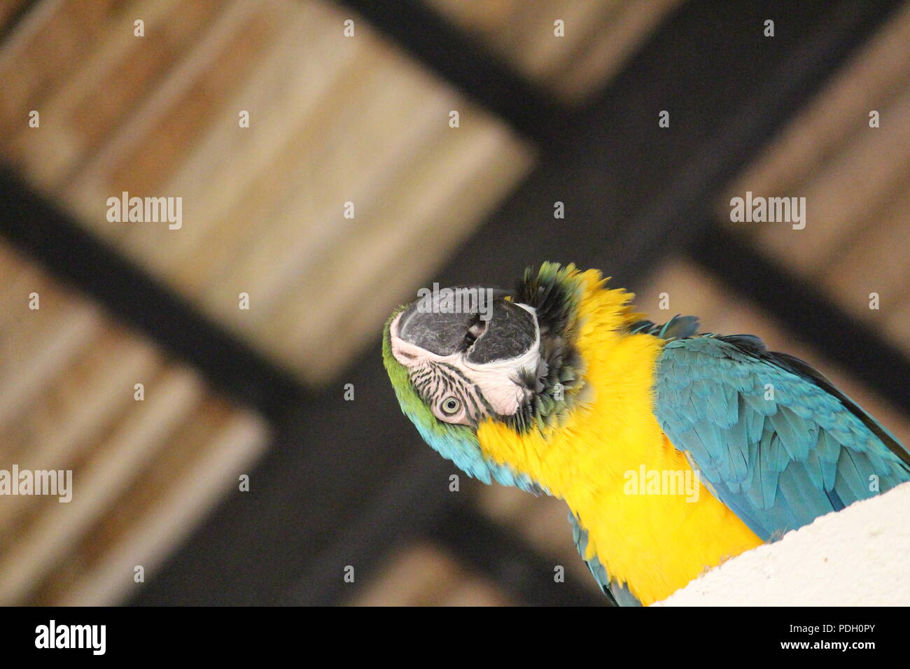 Parrot on a roost Stock Photo - Alamy