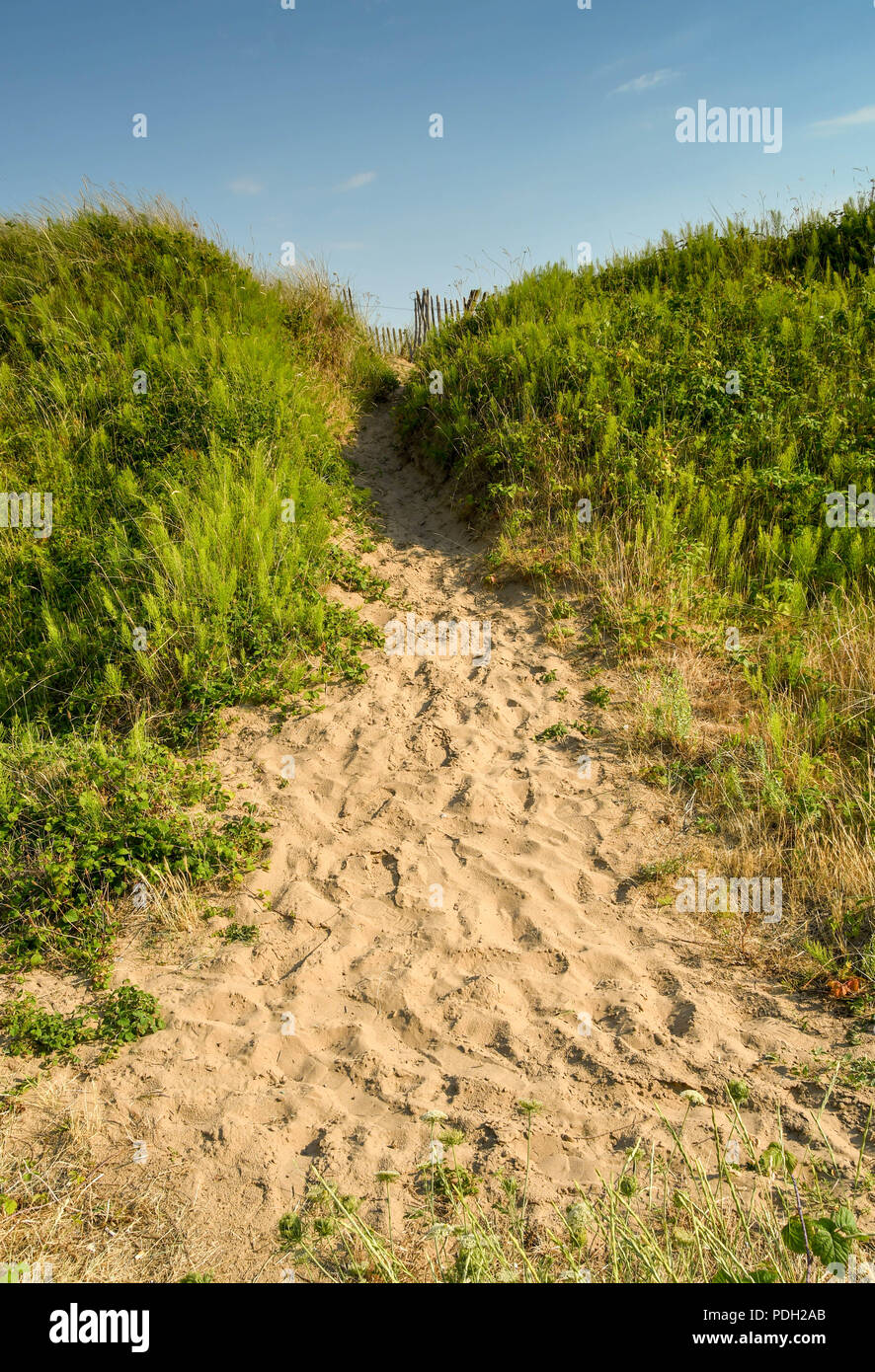 Sandy path over a sand dune with green foliage either side Stock Photo ...