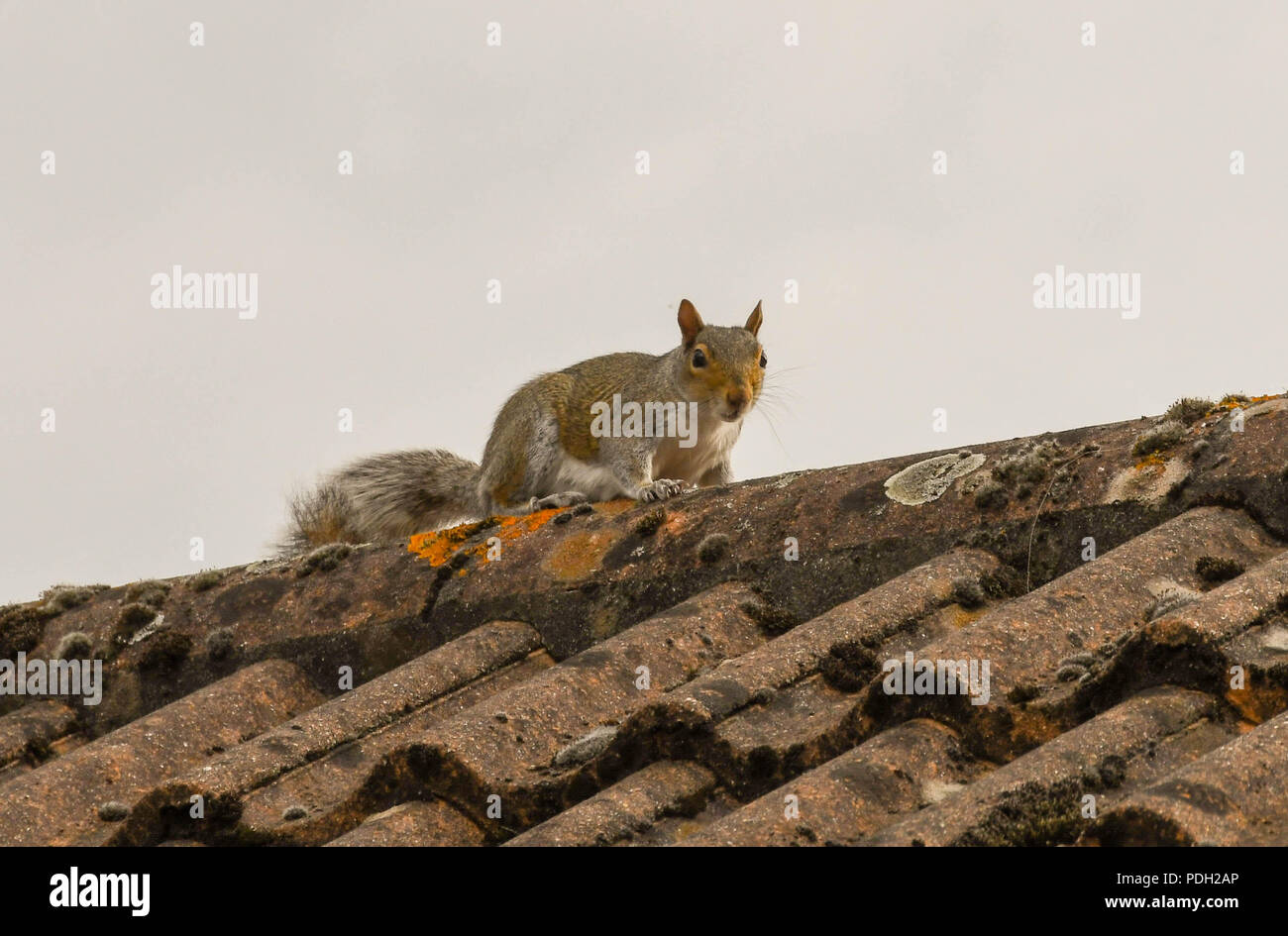 Apex roof hi-res stock photography and images - Alamy
