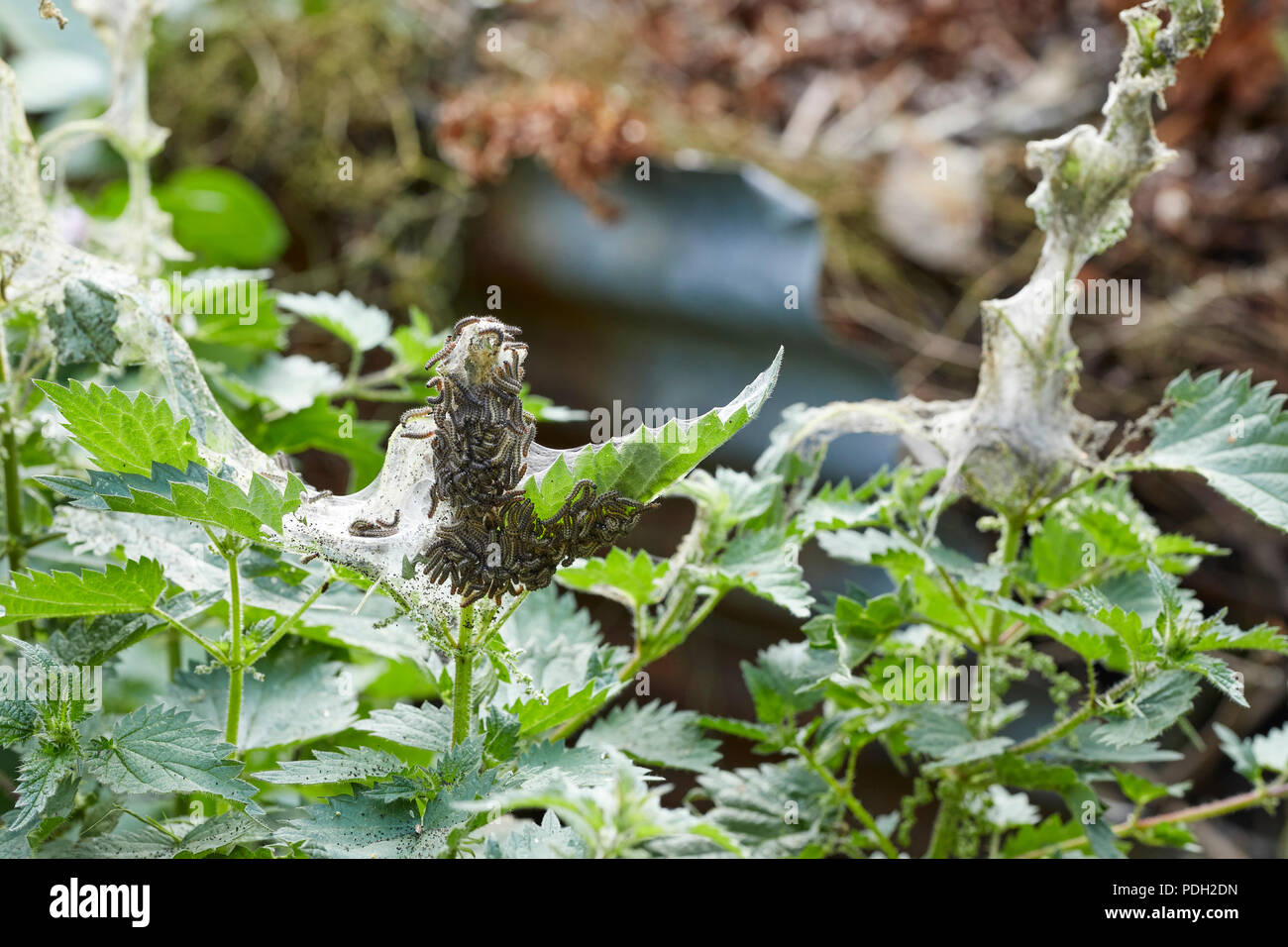 Nettles butterfly hi-res stock photography and images - Alamy