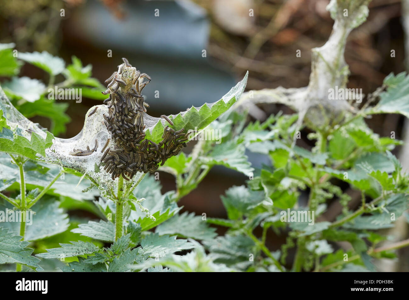 Nettles butterfly hi-res stock photography and images - Alamy