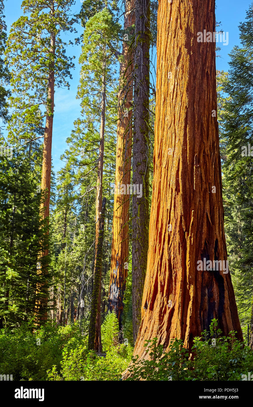Giant sequoia tree in national hi-res stock photography and images - Alamy