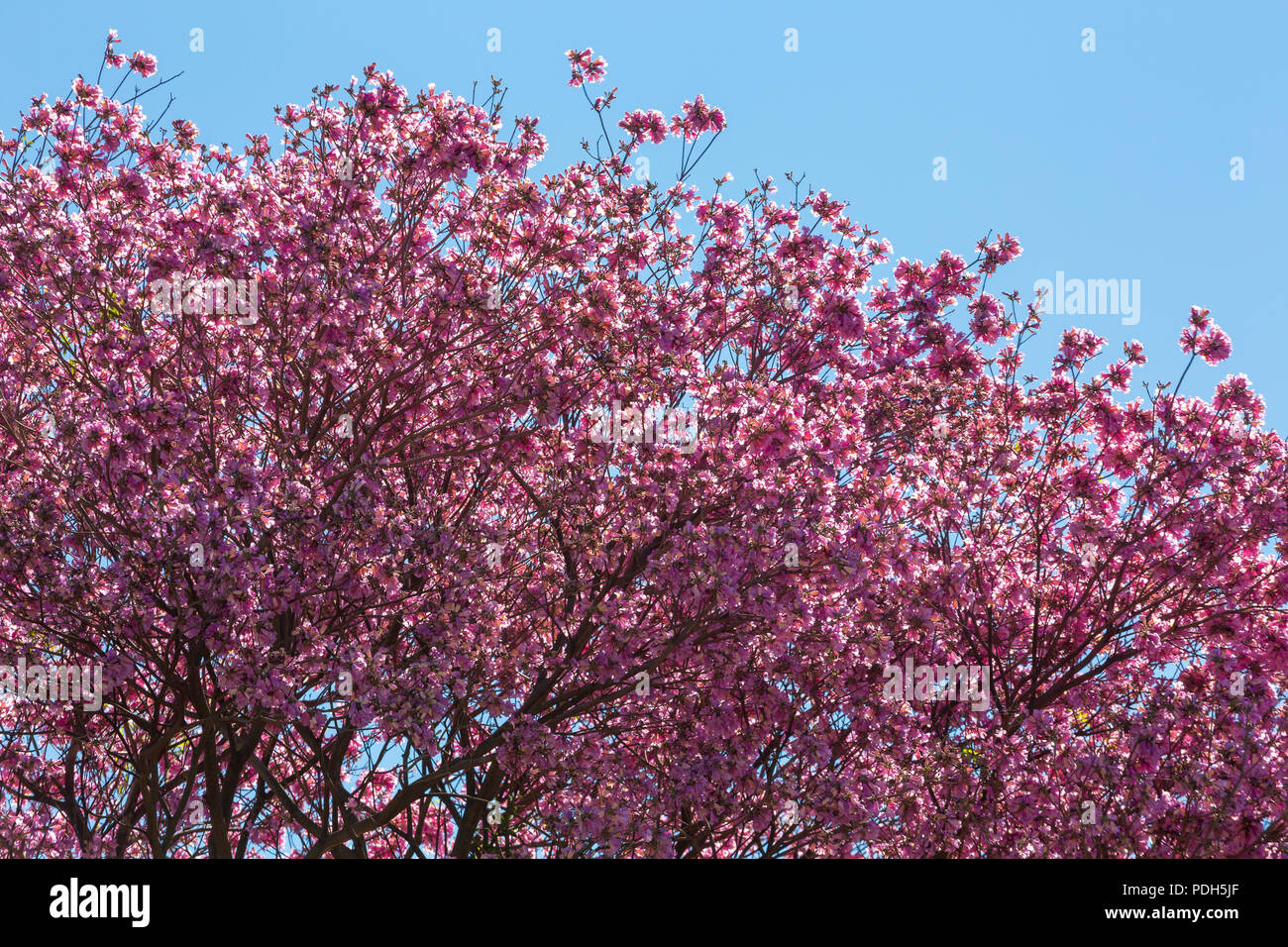 Lapacho (Handroanthus heptaphyllus) tree in full bloom, under blue sky ...