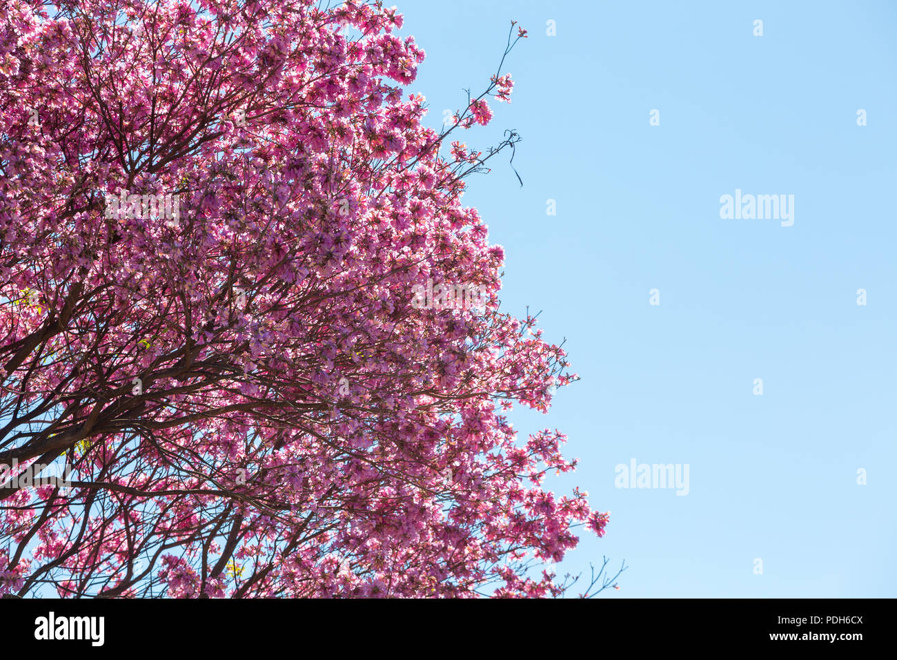 Lapacho flowering tree hi-res stock photography and images - Alamy