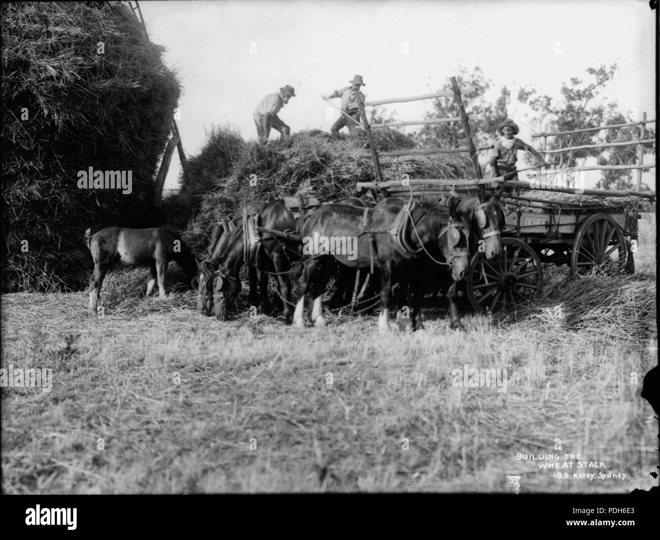28 Building the wheat stack (2415281068 Stock Photo - Alamy