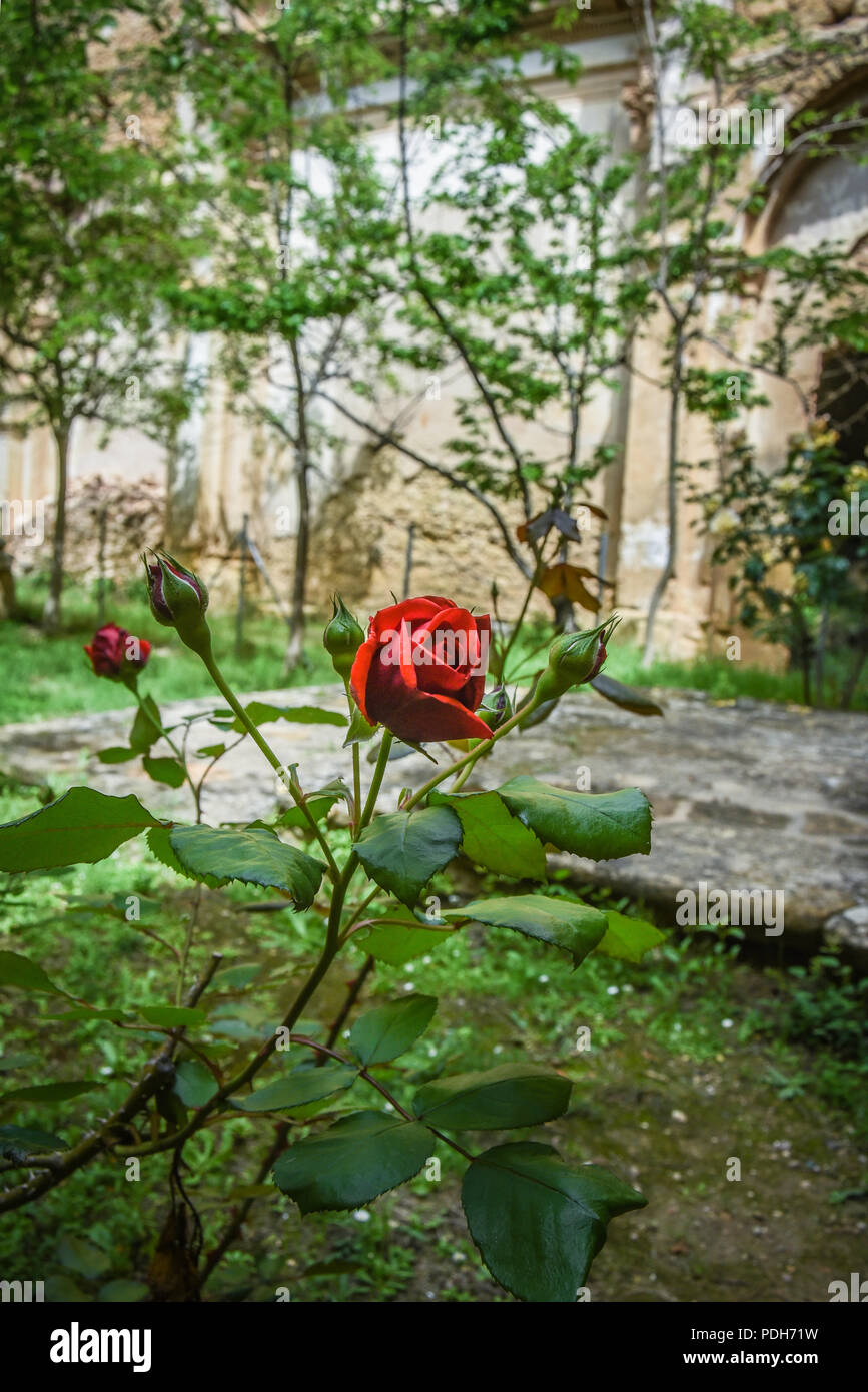 Red Roses in Spain Stock Photo - Alamy