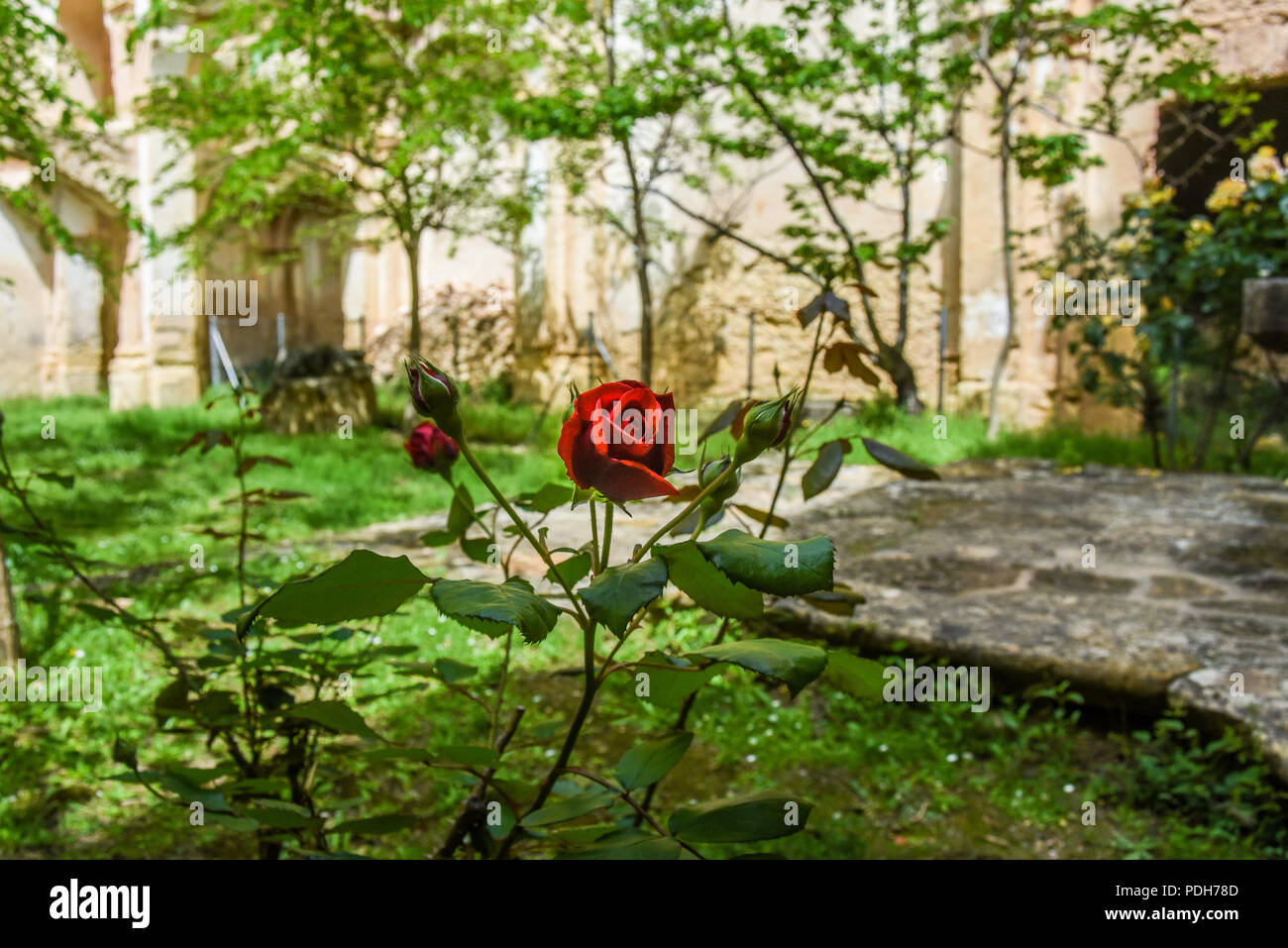 Red Roses in Spain Stock Photo - Alamy
