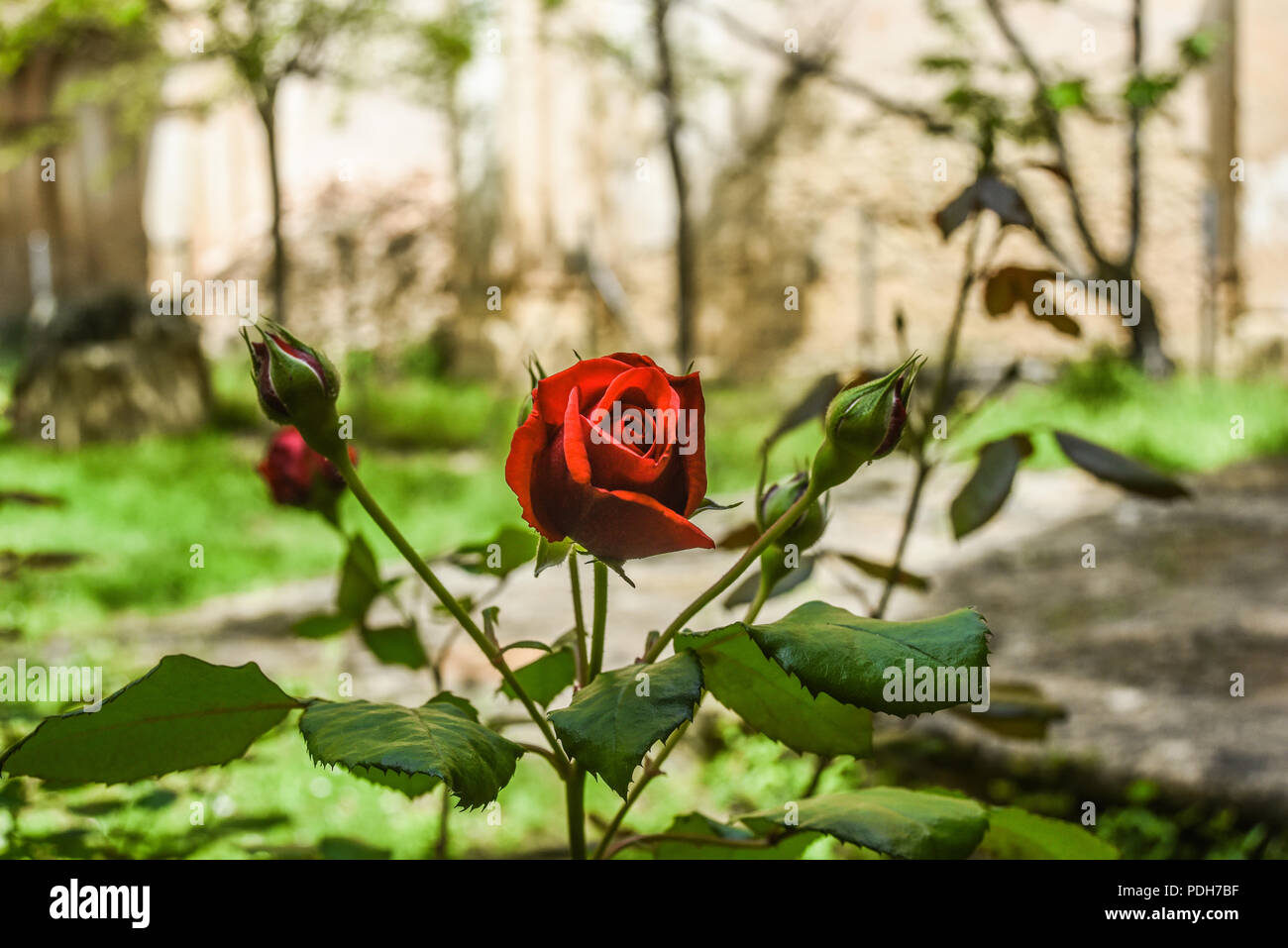 Red Roses in Spain Stock Photo - Alamy