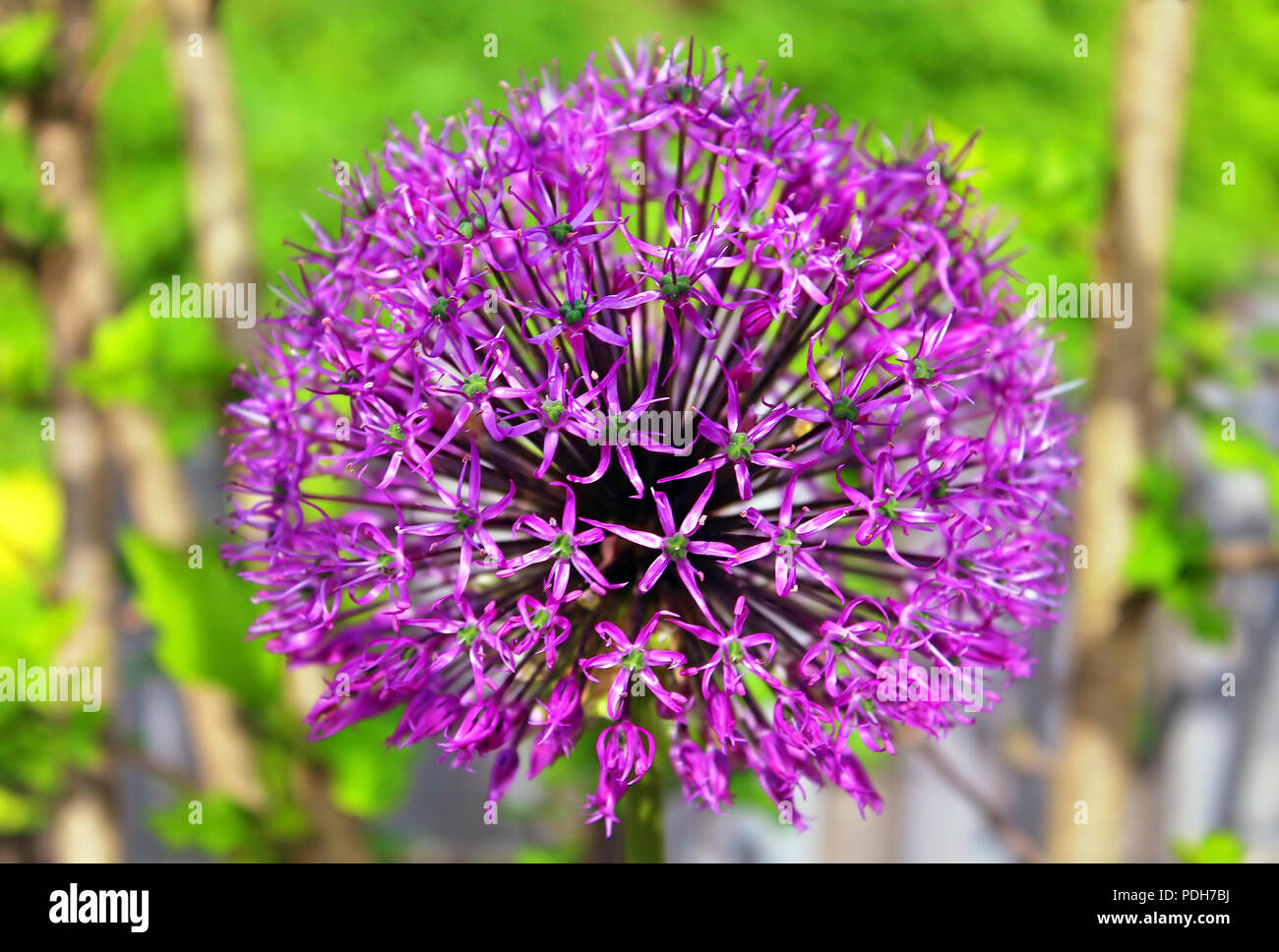 Allium hybrid hi-res stock photography and images - Alamy