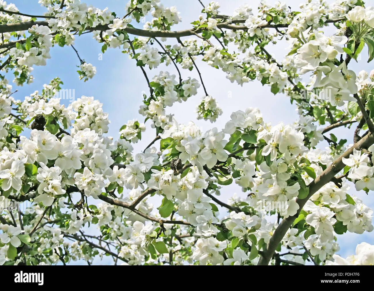 Bright white an apple-tree flower Stock Photo - Alamy