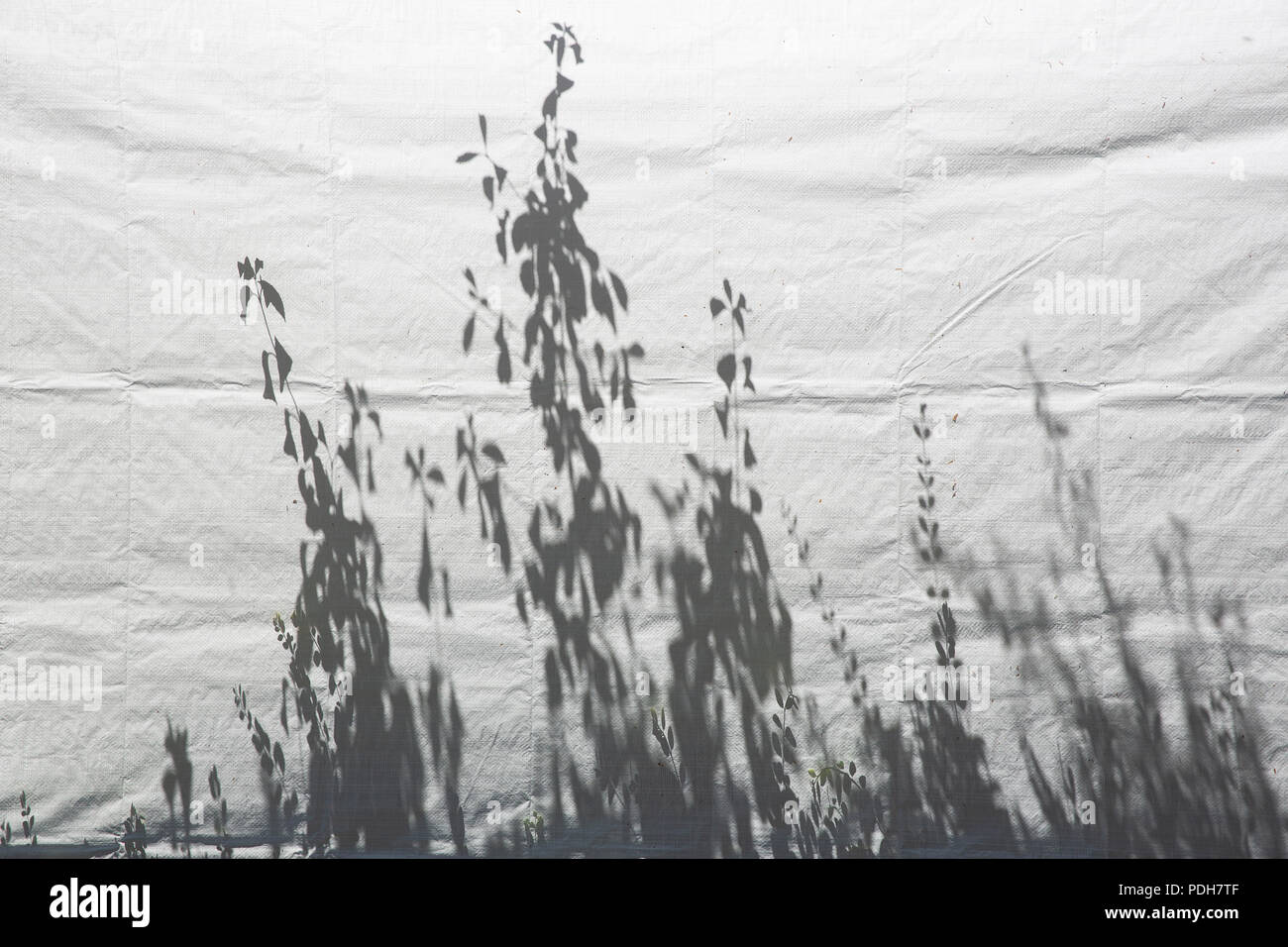 Shadow plants hi-res stock photography and images - Alamy