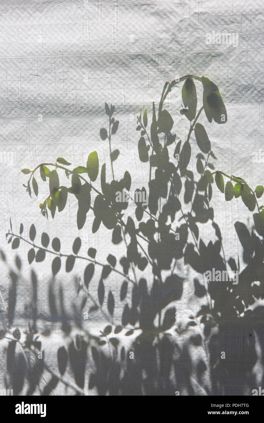 Shadow of plants Stock Photo - Alamy