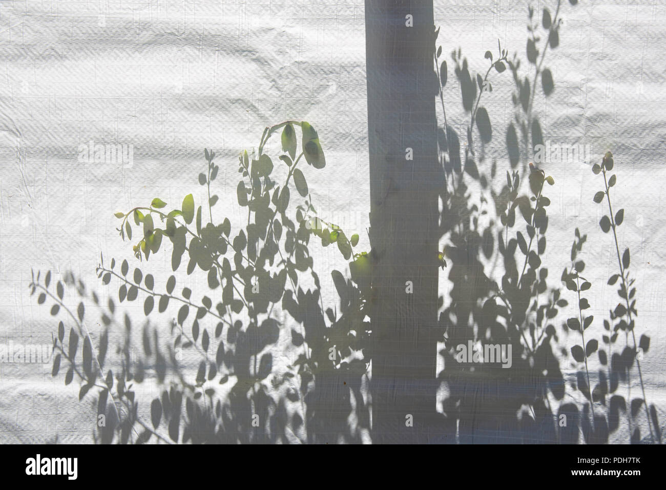 Shadow of plants Stock Photo - Alamy