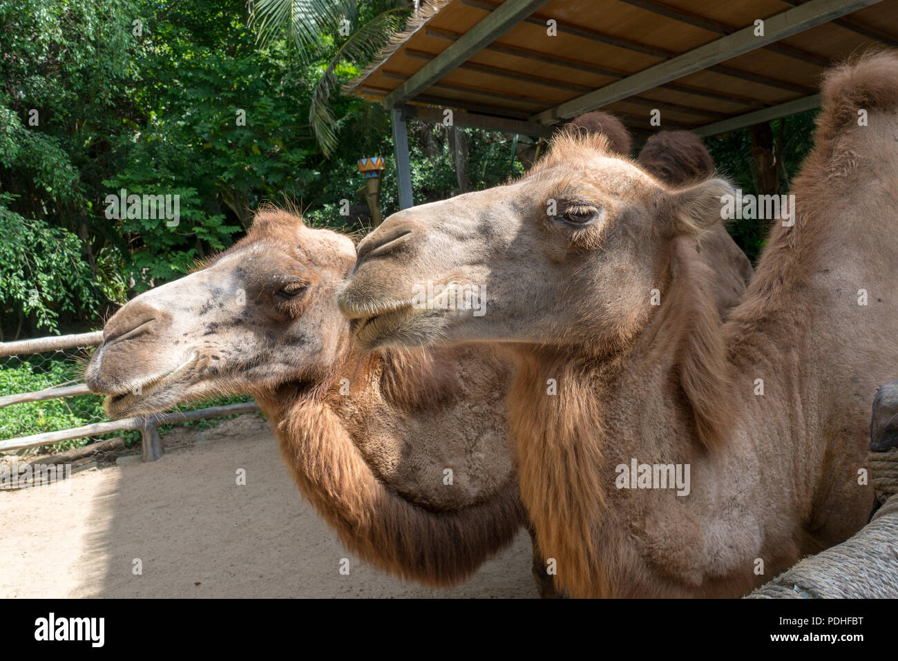 Sanya, Sanya, China. 10th Aug, 2018. Sanya, CHINA-Animals at Qianguqing ...