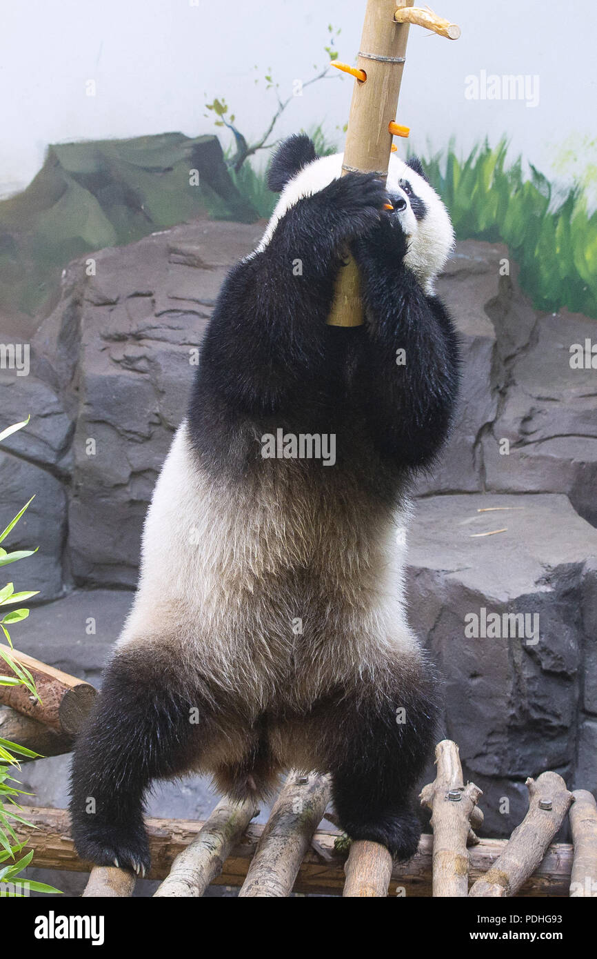 Nanjin, Nanjin, China. 10th Aug, 2018. Nanjing, CHINA-The giant pandas ...